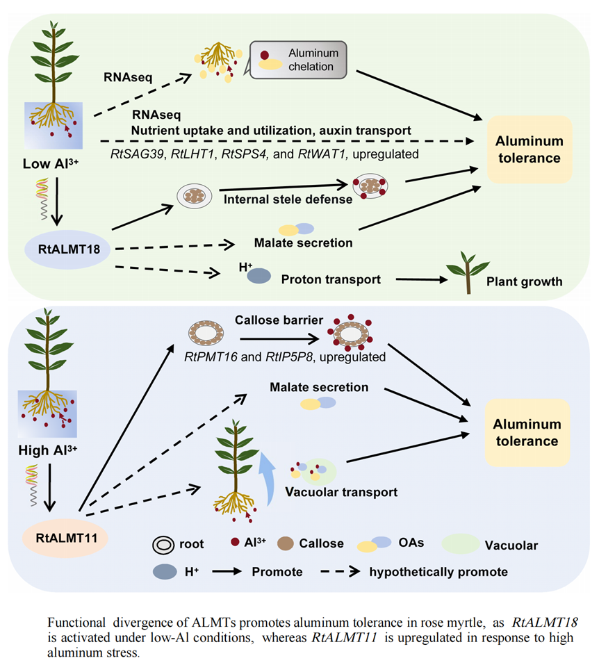 Researchers uncover the molecular mechanism underlying rose myrtle's ...